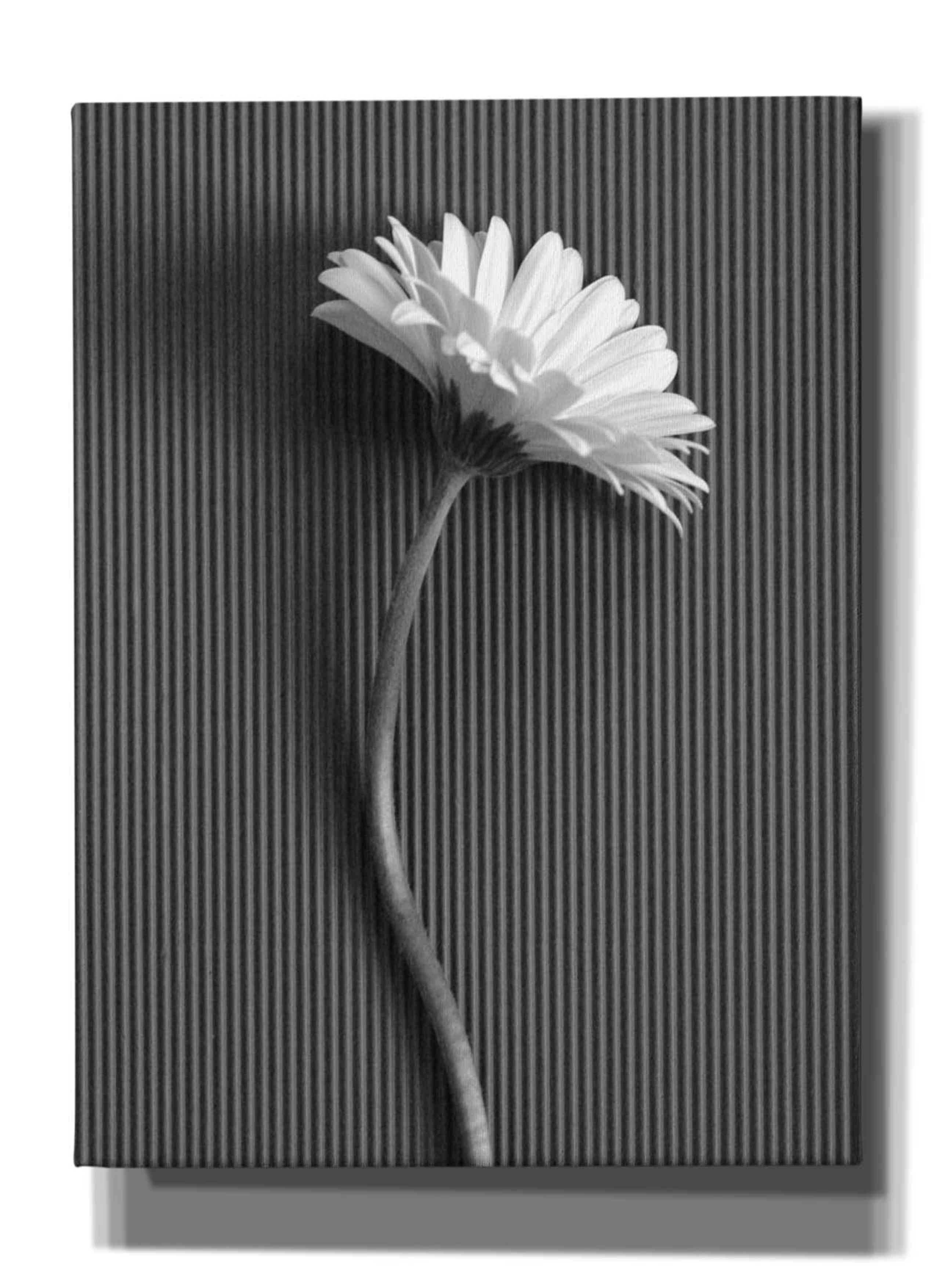 Epic Graffiti 'Fresh Cut Daisy III' by Debra Van Swearingen, Canvas ...