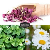 5 Herb Packs: Lavender, Mint, Echinacea, Lemon Balm, Roman Chamomile ...