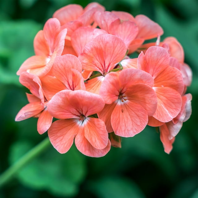 Pinto Premium F1 Series Geranium Flower Garden Seeds - Salmon - 100 ...