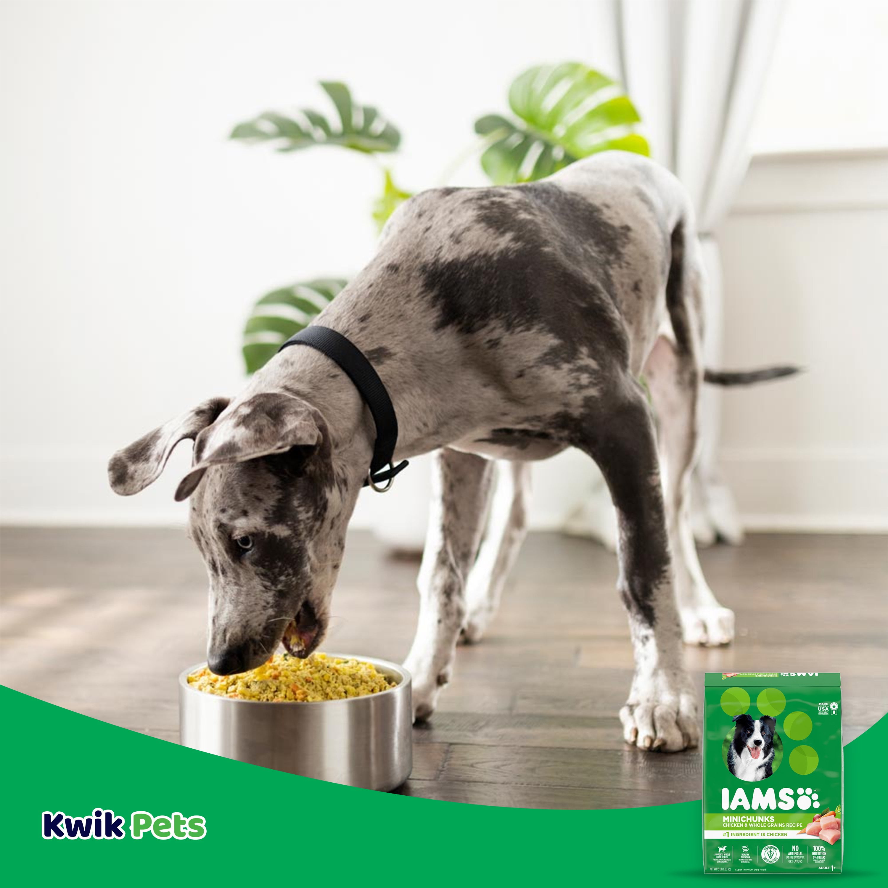IAMS Minichunks Small Kibble High Protein Adult Dry Dog Food Real ...