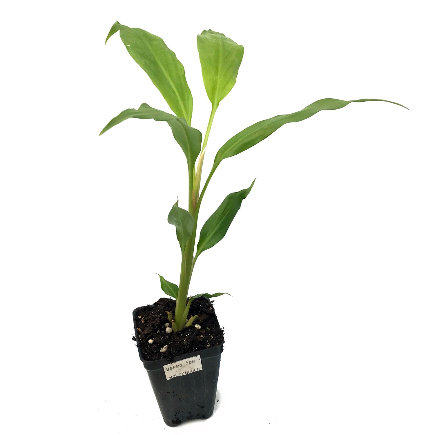 Molten Gold ppaf Ginger Live Plant - Hedychium - Wellspring Gardens ...