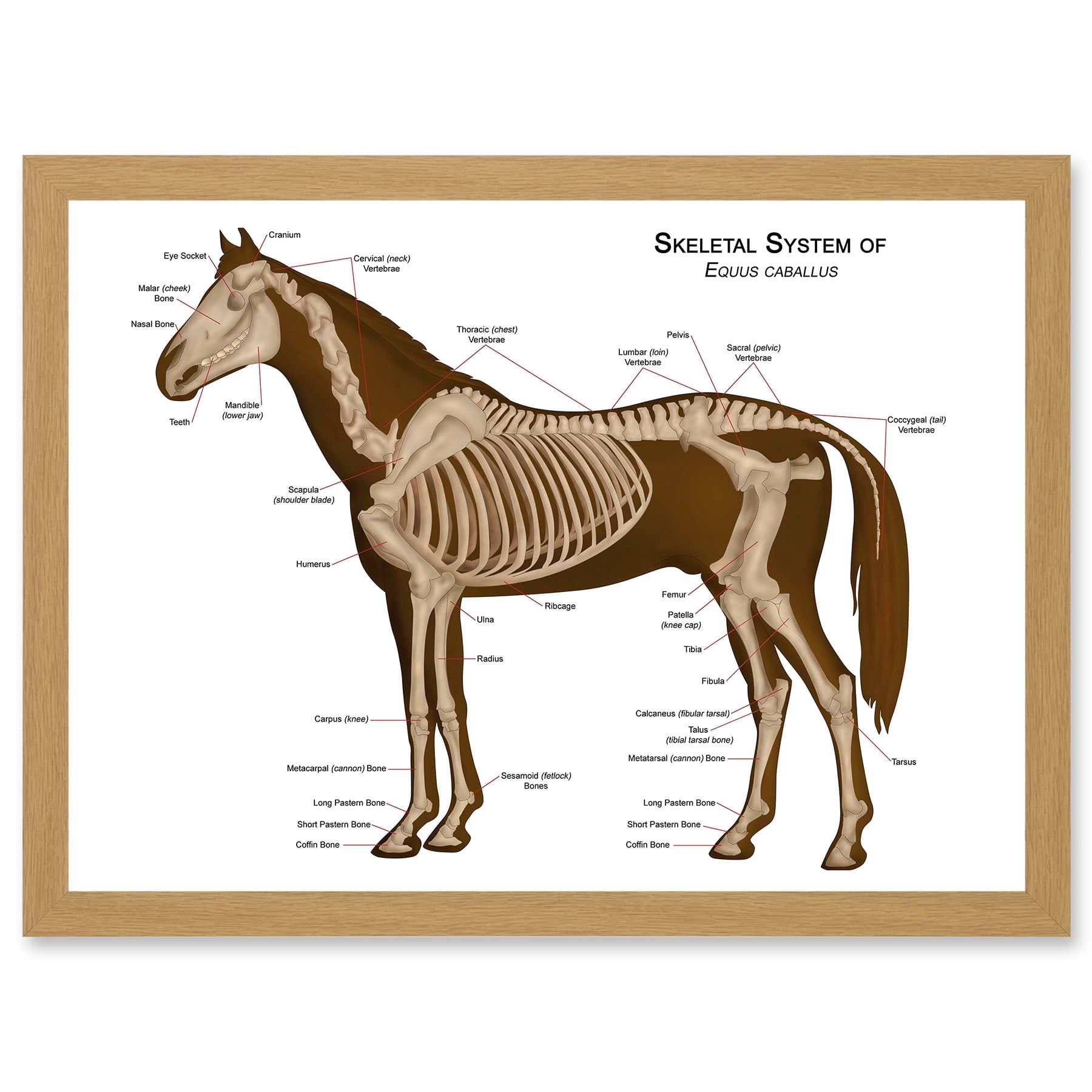 Horse Anatomy Diagram Vets Animals Skeleton Bones A4 Artwork Framed ...
