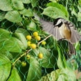 Shaving Net Copper Chicken Wire Exclusion Netting Chicken Netting Industrial Netting Bird