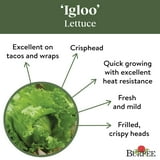 Burpee Igloo Lettuce Vegetable Seed, 1-Pack, Annual Vegetable, Full Sun ...