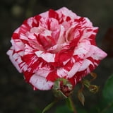 Heirloom Roses Rose Bush - Rock & Roll™ Grandiflora , Live Rose Plant ...