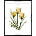 Art.com Golden Tulips Art Print by Albert Koetsier, Black Frame Wall ...