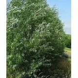 Austree Hybrid Willow Tree: 12 Fastest Growing Live Trees for Yard ...