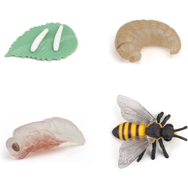 4PC Insect Figurines Life Cycle of Rooster, Ant, Bee, Butterfly ...
