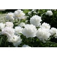 5 Garden Peony Paeonia Lactiflora - Red, Pink, White Mix Chinese Peony ...