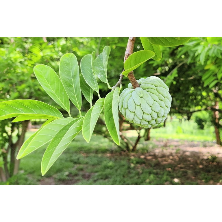 Custard Apple Fruit Tree