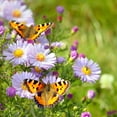 Earthcare Seeds 1000 Butterfly Garden Flower Plant Seeds, Heirloom ...
