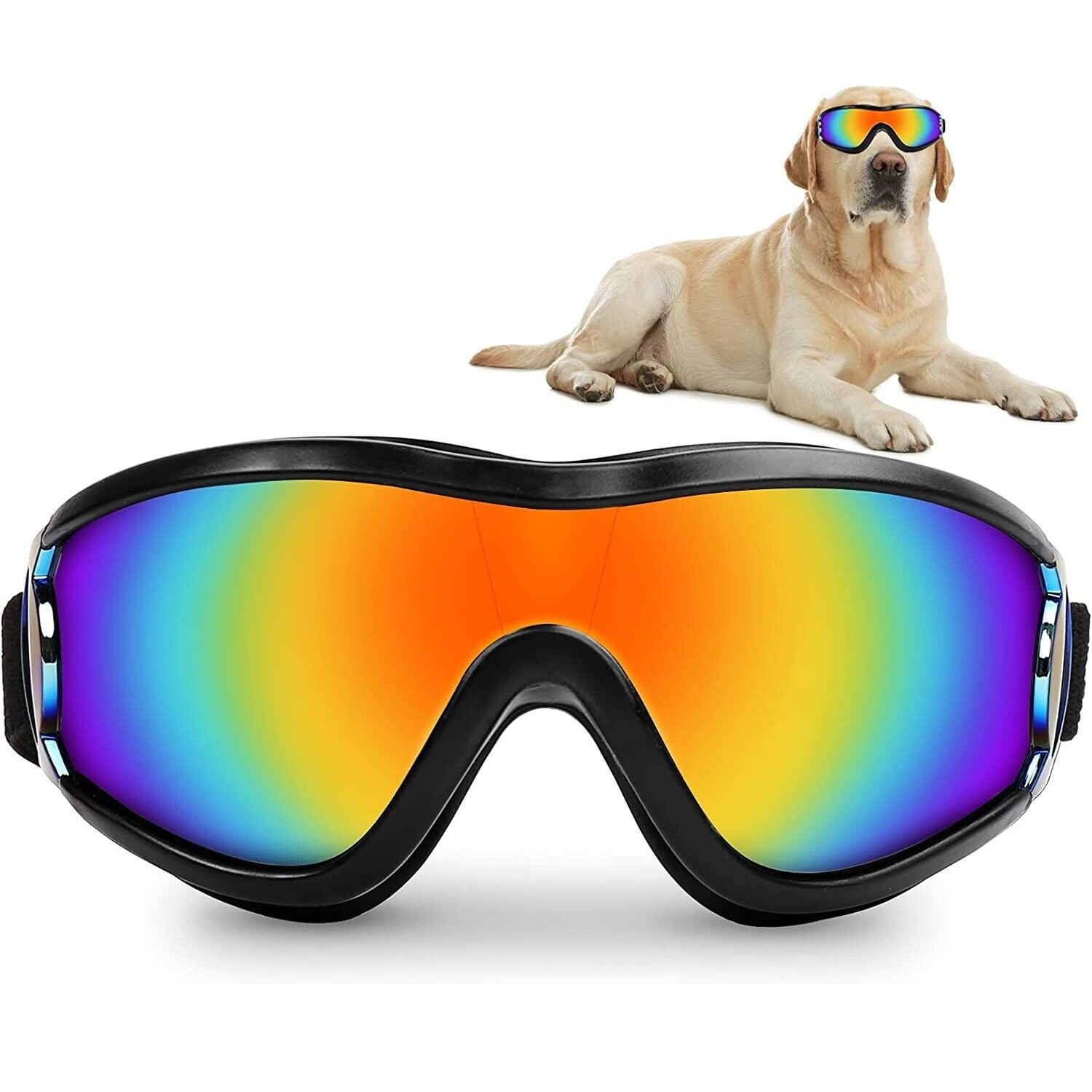 Samoyed Husky With Glasses