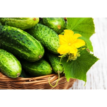 Burpee II Hybrid Cucumber Garden Seeds - 500 Seeds - Non-GMO Vegetable ...