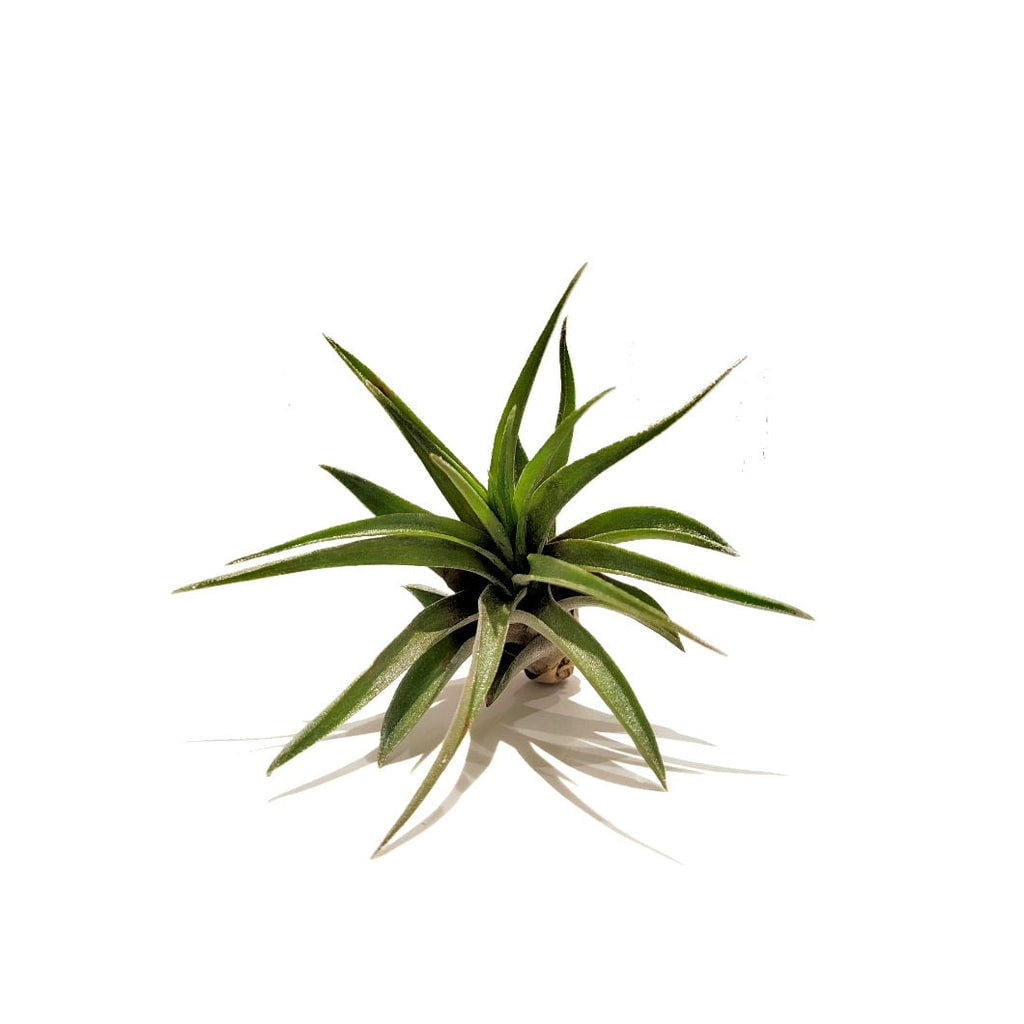 Click here for Glow Plant (Glow In The Dark) - (Tillandsia Abdita... prices