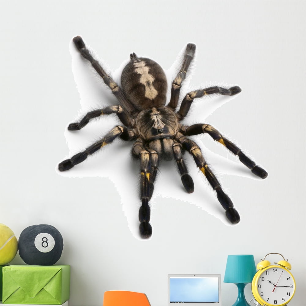 Tarantula Spider Wall Decal by Wallmonkeys Peel and Stick Graphic (48 ...