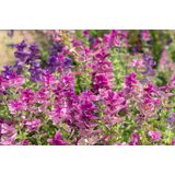 Seedville 50 Pink Sundae Sage Salvia Viridis syn. Salvia Horminum Plant ...