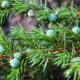 Live Shrub 1 gal Juniper 'Blue Pacific' with Full Sunlight - Walmart.com