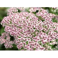 500 Mixed Summer Yarrow Achillea Millefolium Herb Flower Seeds ...