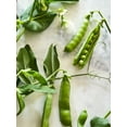 Burpee Burpeeana Early Pea Vegetable Seed - Walmart.com