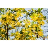 Earthcare Seeds Golden Currant 50 Seeds - Heirloom, Open Pollinated ...