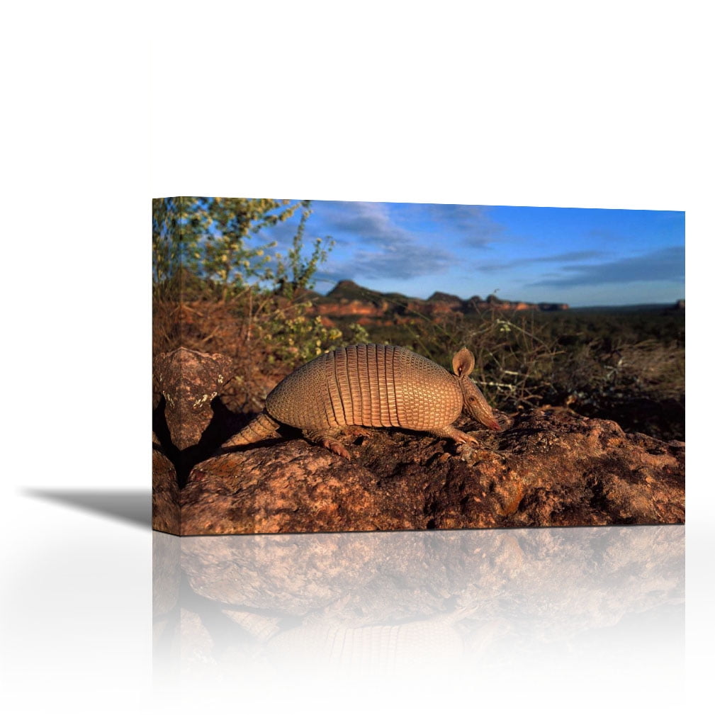 Seven-banded Armadillo , Cerrado, Brazil - Contemporary Fine Art Giclee on Canvas Gallery Wrap ...
