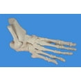 Wellden Medical Anatomical Foot Skeleton Model,disarticulated and ...