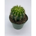 Lemon Barrel Cactus, 4 inch, Echinopsis Calochlora - Walmart.com