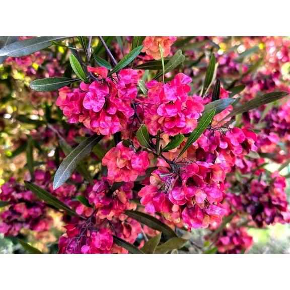 25 WAX MIXED BEGONIA Semperflorens Fibrous Mixed Colors Red Pink White ...