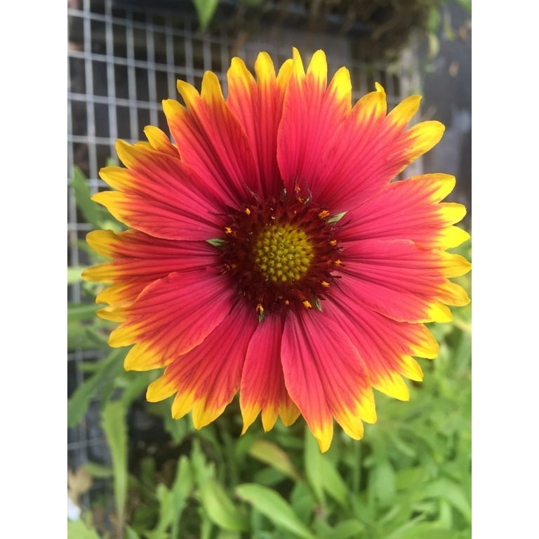 Firewheel Flower Seeds | Best Flower Site