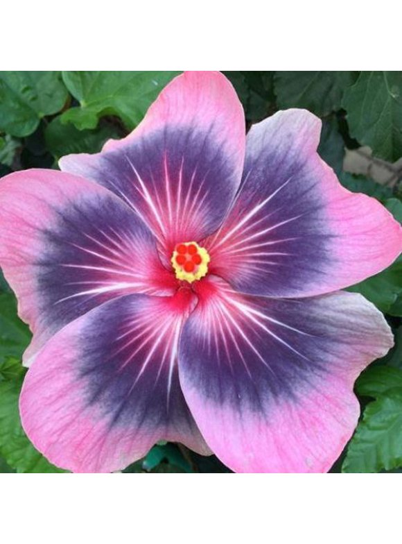 Rose Bushes in Garden Bushes - Walmart.com