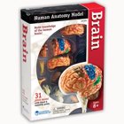 4D Vision Human Head Anatomy Model - Walmart.com