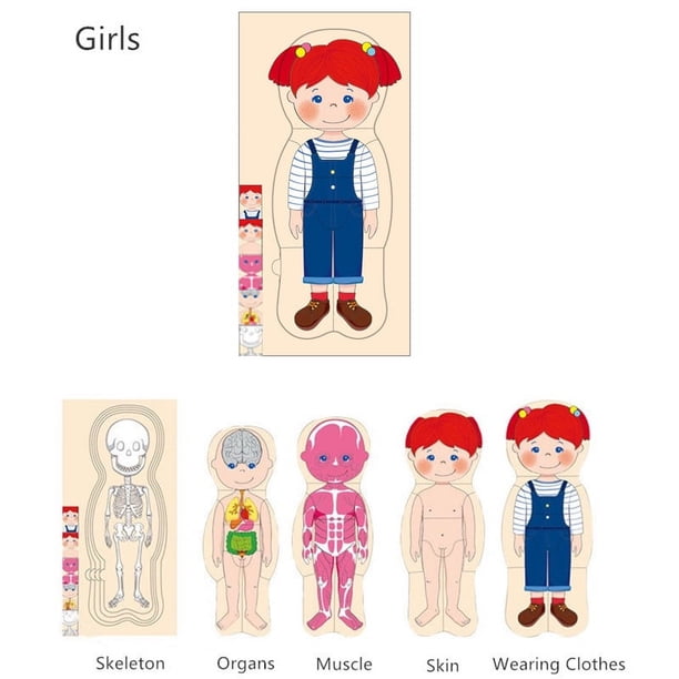 Wooden Human Body Puzzles for Toddlers Anatomy Puzzle Skeleton Human ...