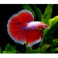 PREMIUM TROPICAL FISH FLAKE FOOD!! - PERFECT FOR ALL FRESHWATER FISH ...