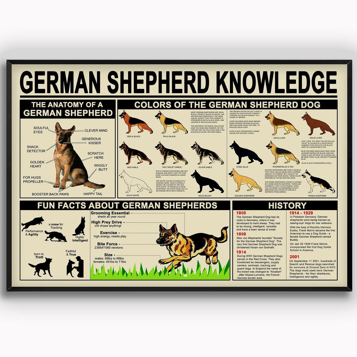 Steel Blue German Shepherd
