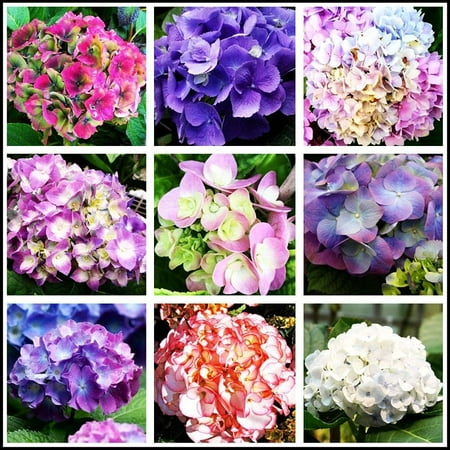 Flower Rare Seeds 50 Pcs Mixed Blue Hydrangea Seeds Giant Snowball ...