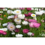 100 MIXED DOUBLE ACROCLINIUM aka Paper Daisy Helipterum Roseum Flower ...