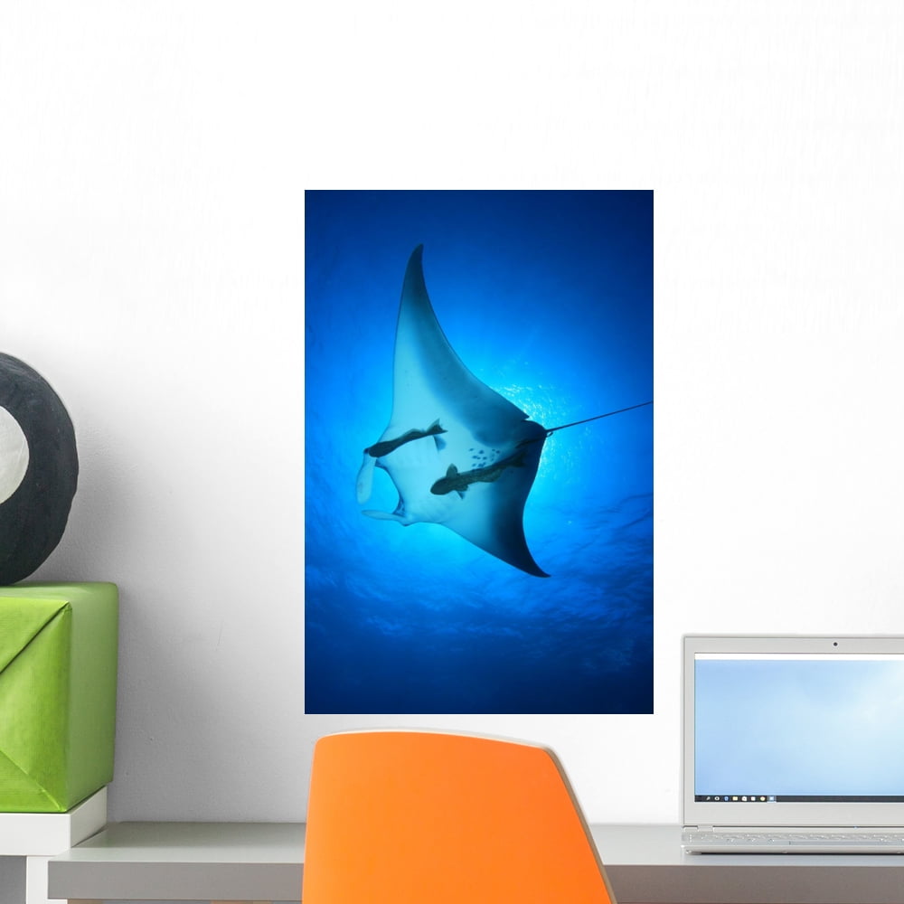 Manta Ray Manta Birostris Wall Mural by Wallmonkeys Peel and Stick ...