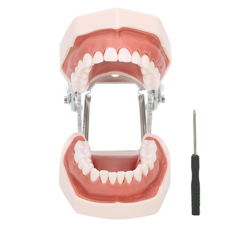 Akozon Standard Teeth Model Tooth Brushing Model Simulation For ...