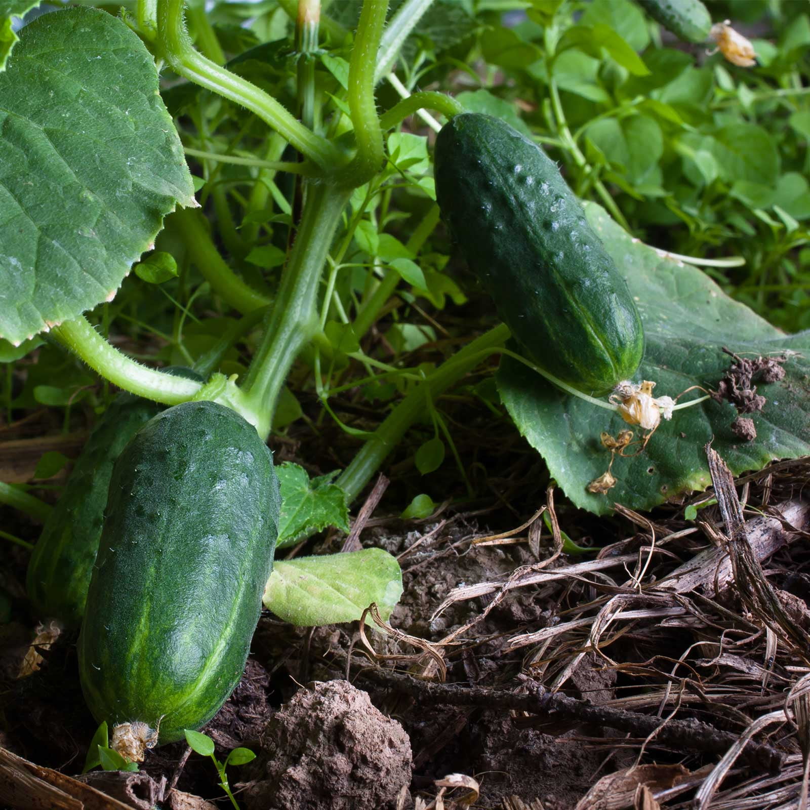 Spacemaster 80 Cucumber Garden Seeds - 1 Oz - Non-GMO, Heirloom ...