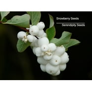 Tropical SEEDS - Ber Tree 10 Seeds - Jujube - Small Evergreen ...