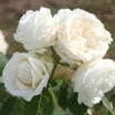 Potted Welsh Gold Heirloom Roses - Delivered Live Orange Flower Rose ...