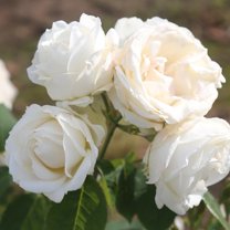 Potted Welsh Gold Heirloom Roses - Delivered Live Orange Flower Rose ...