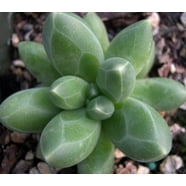 Princess Pine Succulent Plant - Crassula muscosa - 2.5" Pot - Walmart.com