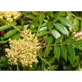30 FLAMELEAF SUMAC TREE Shining Dwarf Winged Rhus Schmaltzia Copallina ...