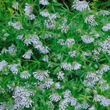 Blue Woodruff Seeds - Asperula Orientalis Blue Surprise Herb Seed ...