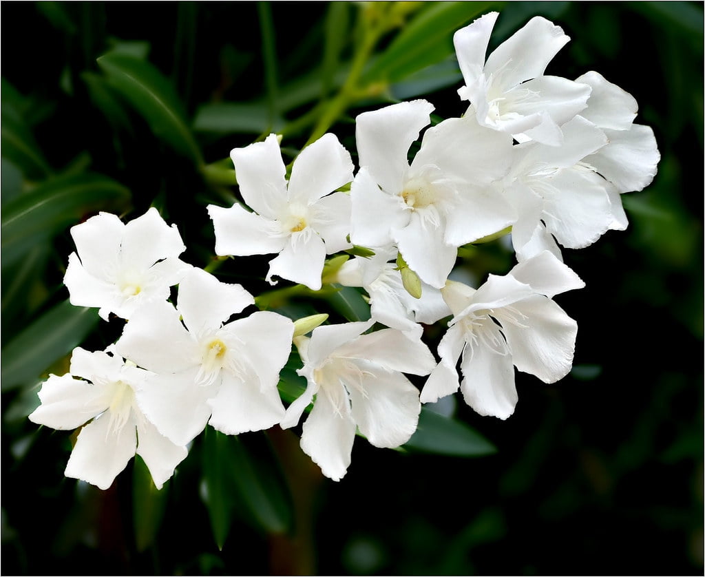 White Oleander Plant