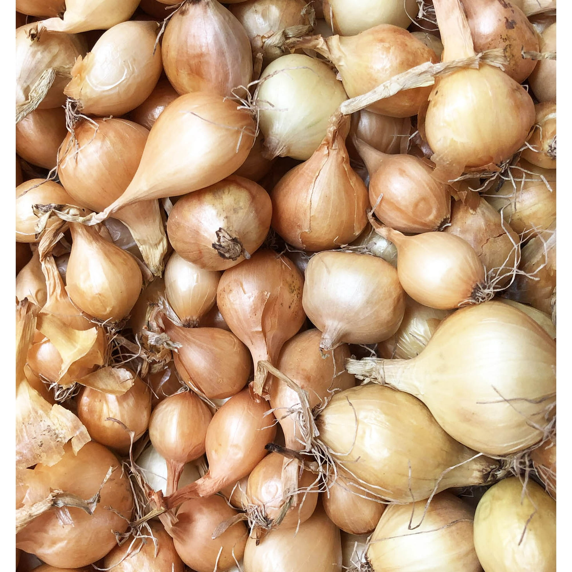 Growing Yellow Onions