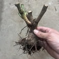 Variegated rose, Hardy Perennial Fragrant Garden Decor for Plant ...