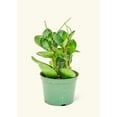 Baby Rubber Plant - Peperomia Obtusifolia Live Green Plant in 4" Pot ...