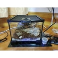 Mini Reptile Glass Terrarium Tank, cage for Tarantula Sling Geckos ...